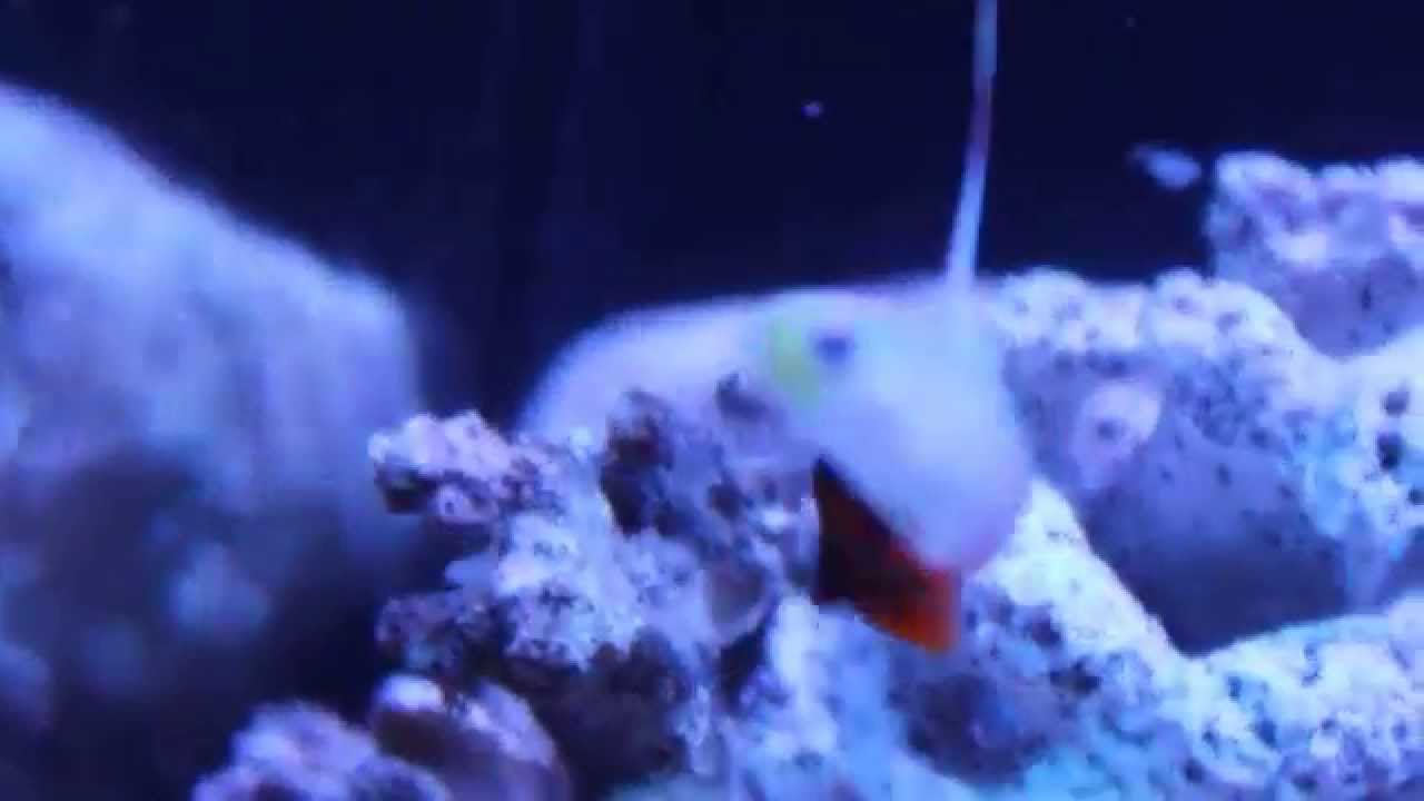 Update on our 56 Gallon Column Reef Tank - YouTube