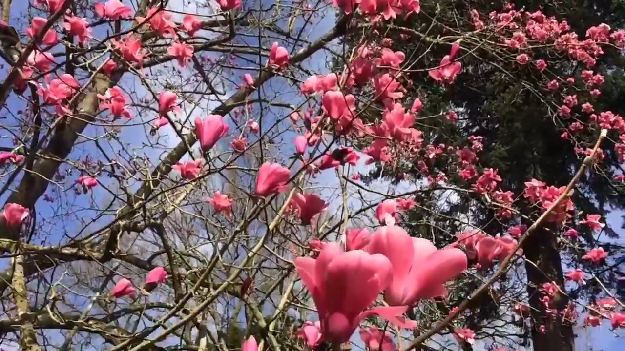 Champion magnolia - YouTube