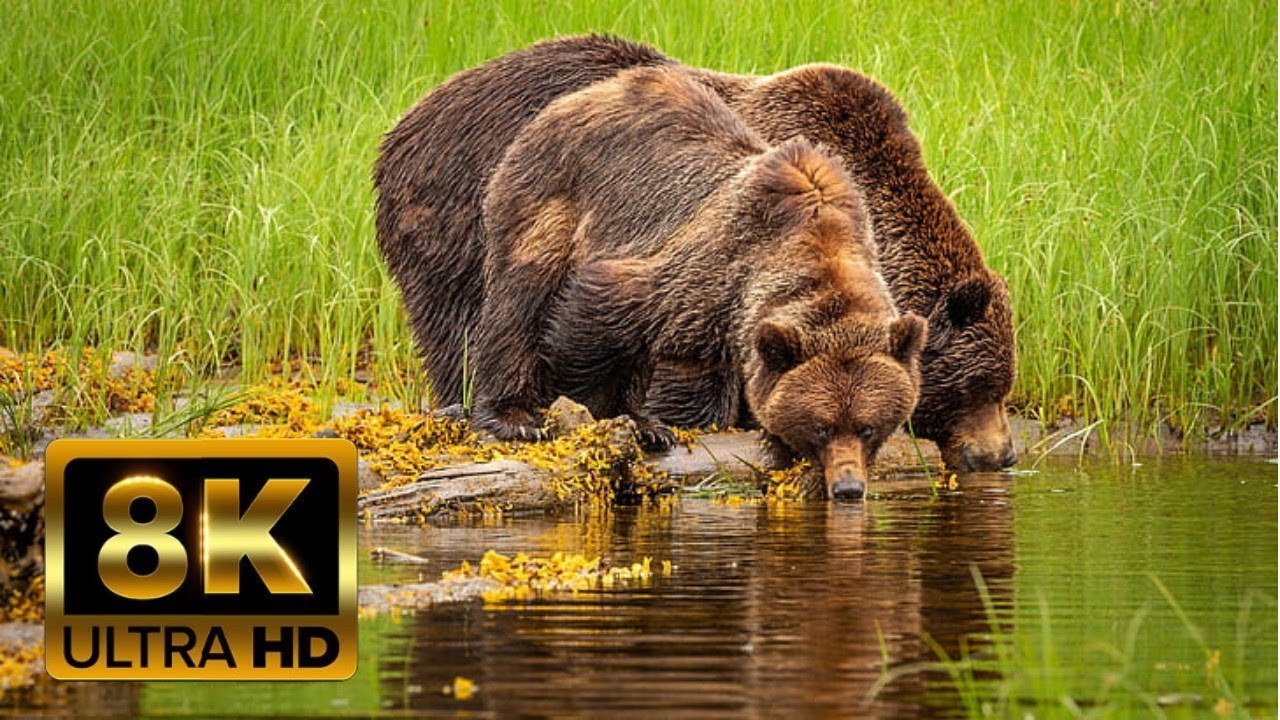 Amazing Animal 4K HD Film With Calming Music - YouTube
