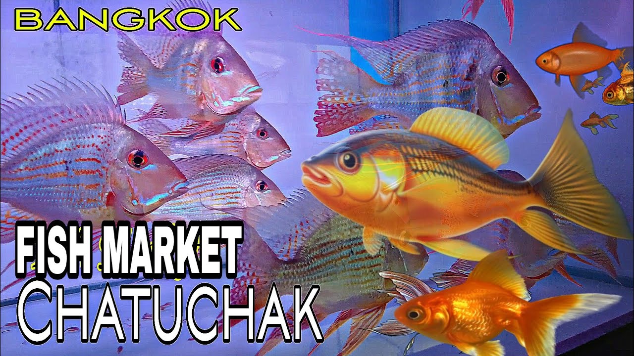 BANGKOK.Fish Market Chatuchak. [the largest exotic fish market in ...
