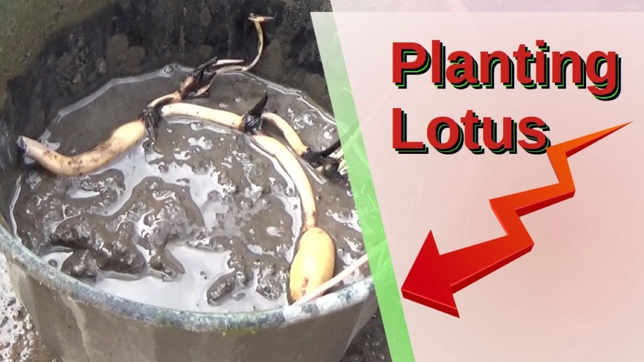 How To Plant Lotus Root 4-5-2022 - YouTube