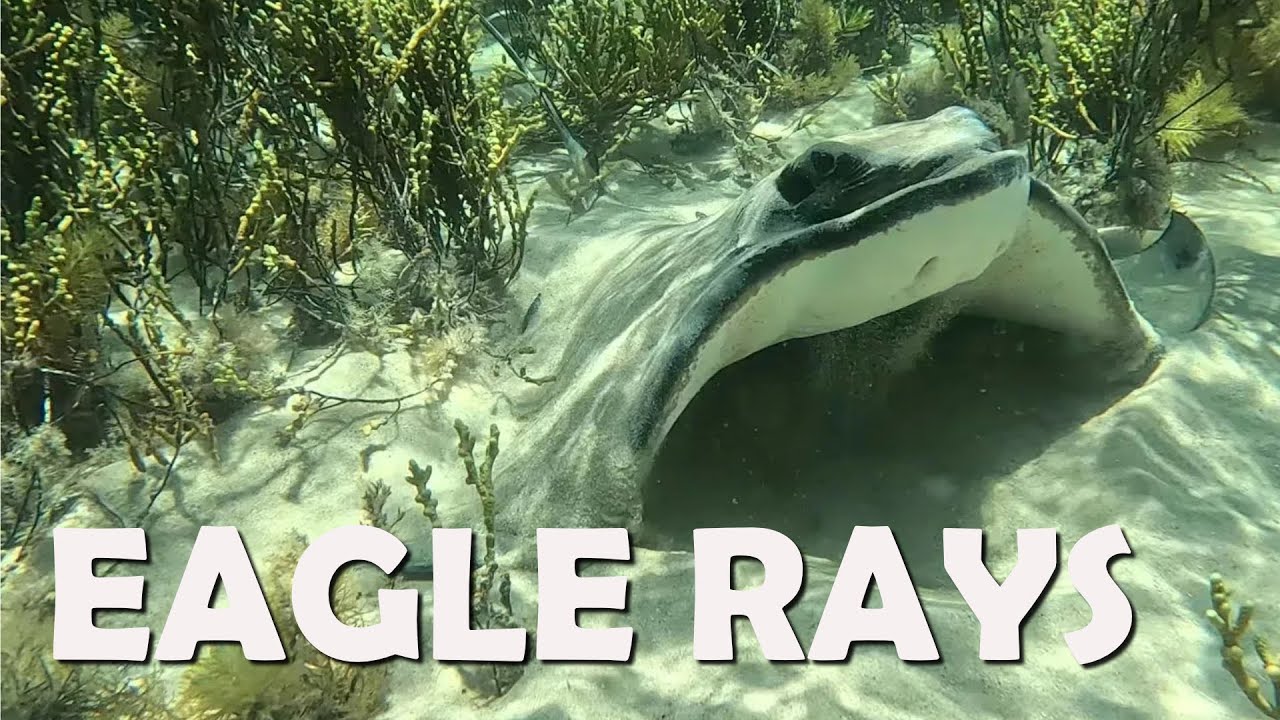Eagle Rays / GoPro Hero 11 Black - YouTube