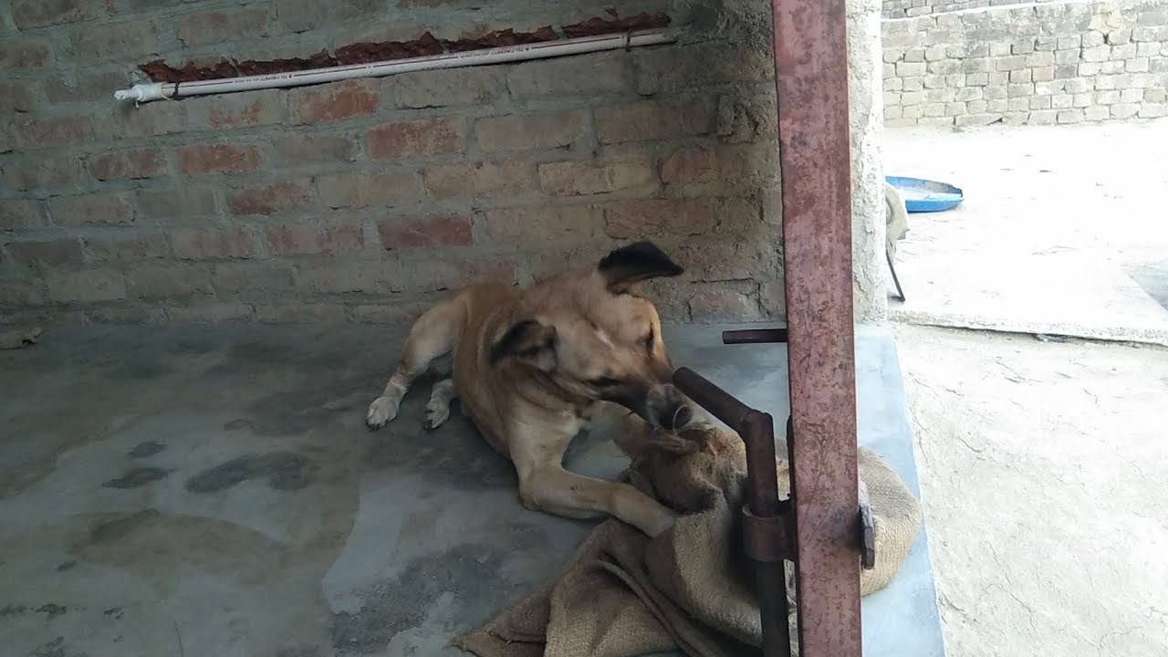 Dekho aaj dogi ki #kuch mastiyan #jo akele mein 🤣kar raha tha aaj #fair ...