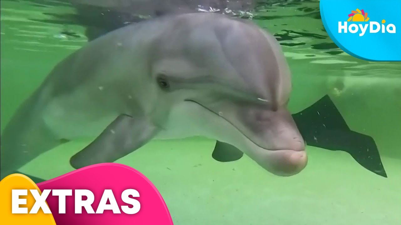 Ranger: Delfín fue rescatado en Texas y esta es su historia | Hoy Día ...