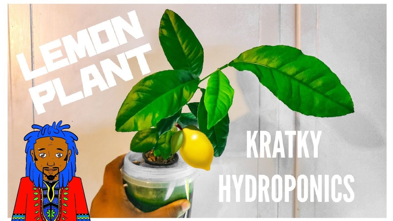 Kratky Hydroponics: How I'm Growing Citris (Lemon Plant) Prt 1&2 - YouTube