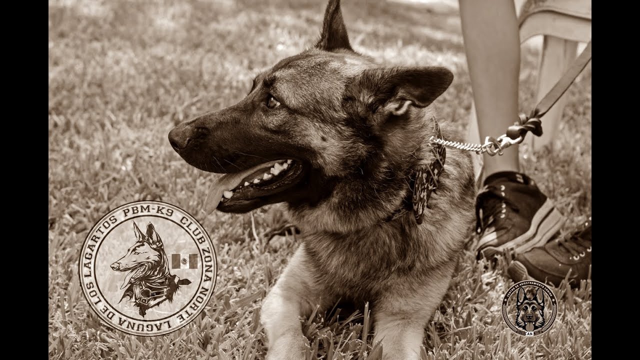 EJERCICIO JUNTO Y SENTADO CLUB ENTRENAMIENTO OLICAN K9 BOGAR PBM. - YouTube