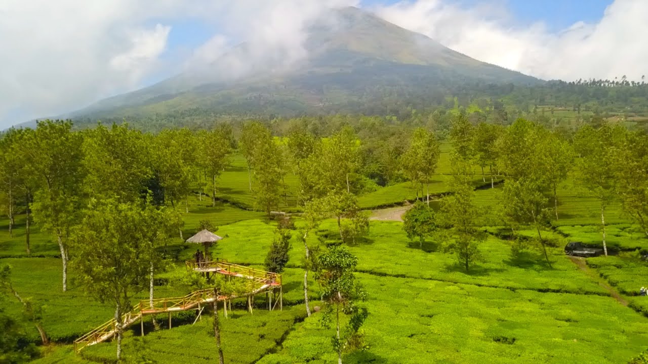 Wisata Teh Tambi Wonosobo - YouTube