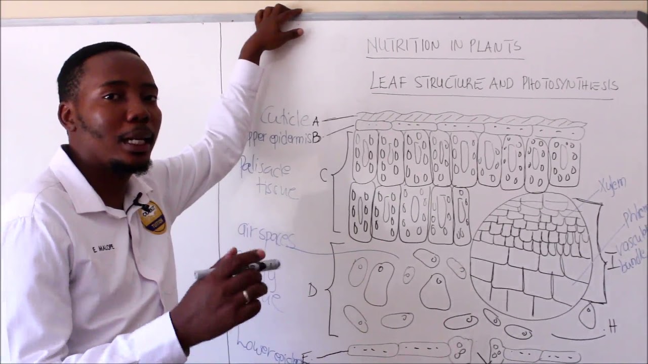 BGCSE/IGCSE Biology- Leaf Structure - YouTube