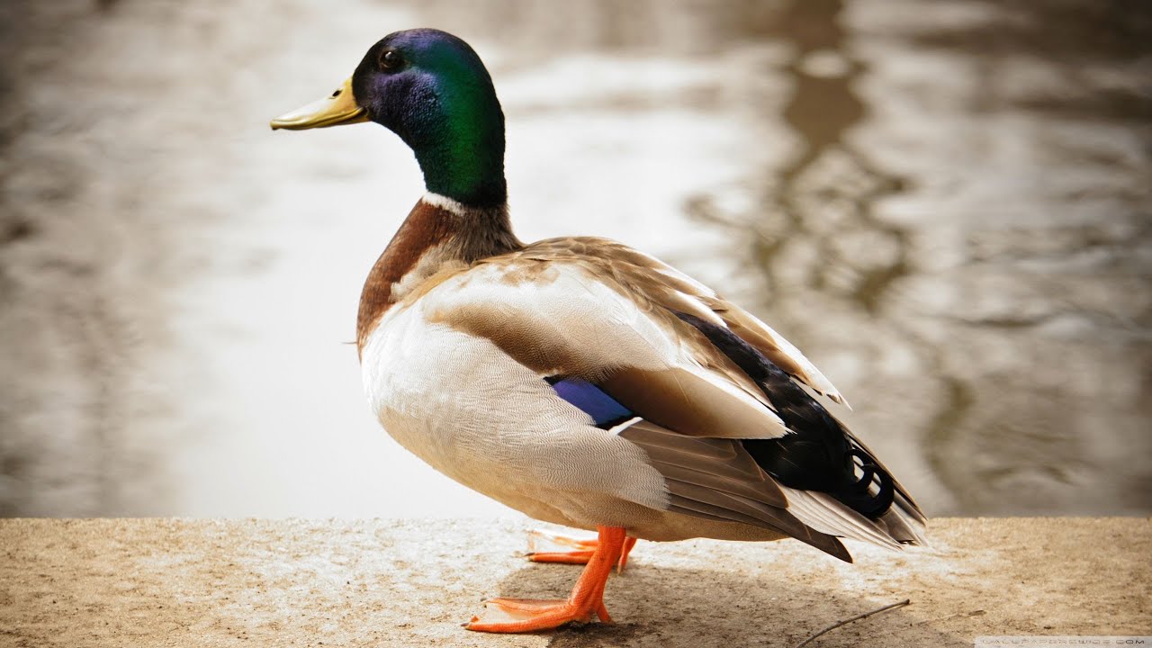 How to sound like a duck - YouTube