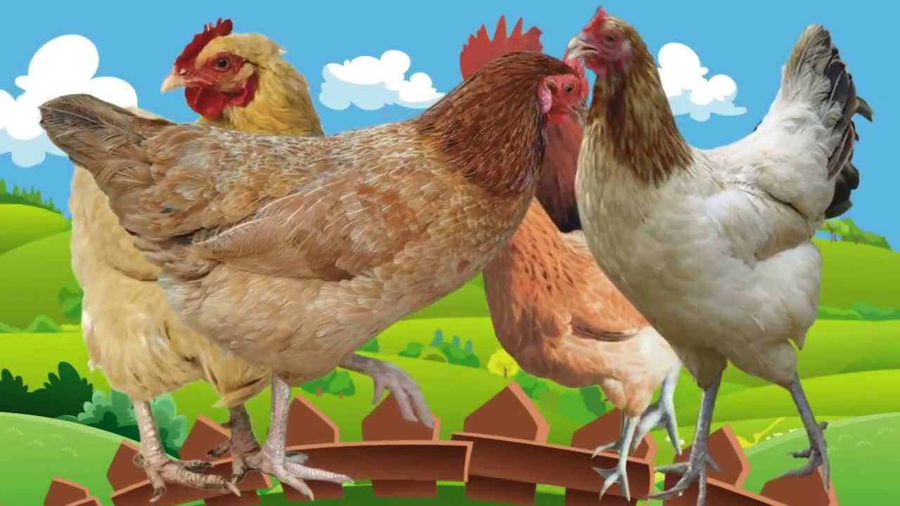 Old MacDonald Had A Farm - Vietnamprotravel - YouTube