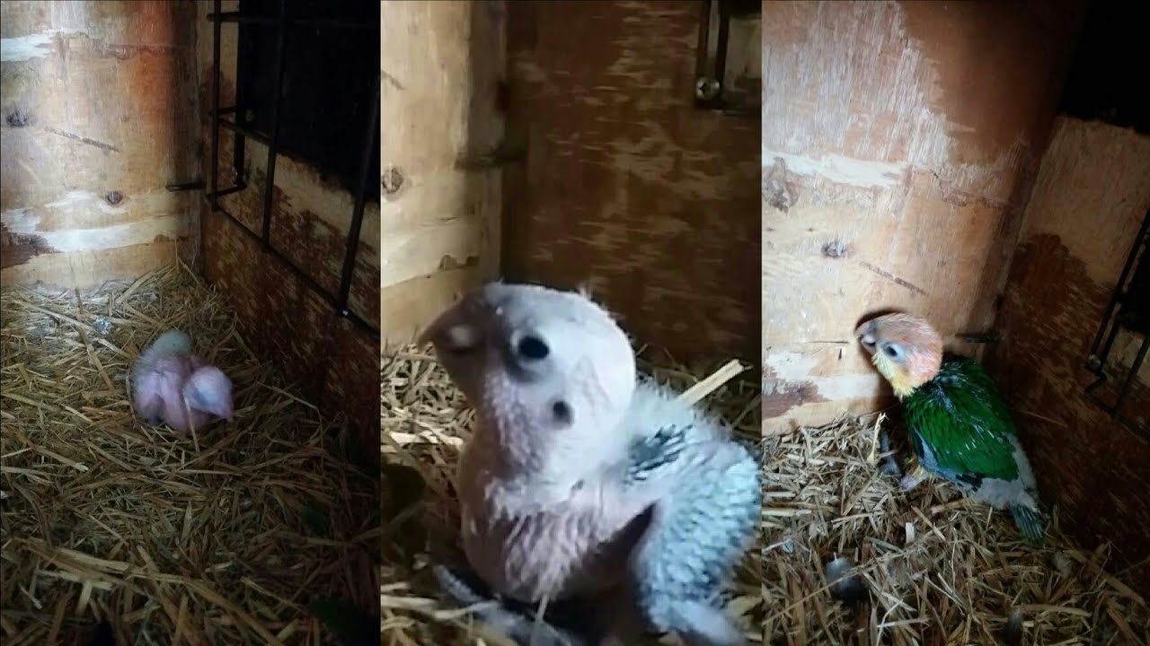 Pionites Xanthurus Growth || Caique Parrot Growth - YouTube