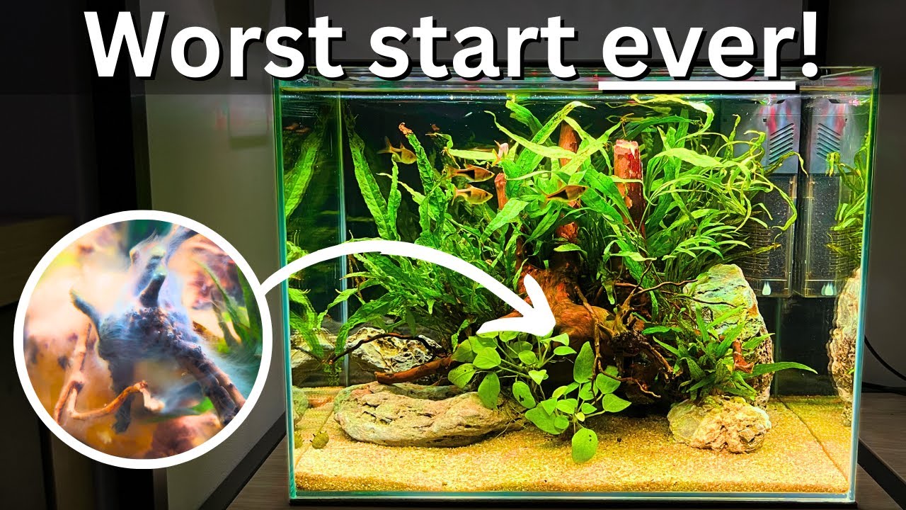 WORST aquarium start ever! How to deal with fungus and bad tank start ...