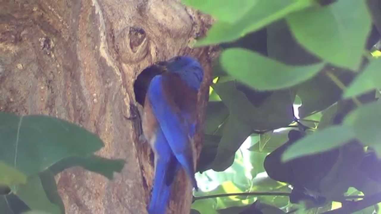 Newborn Western Bluebirds - YouTube