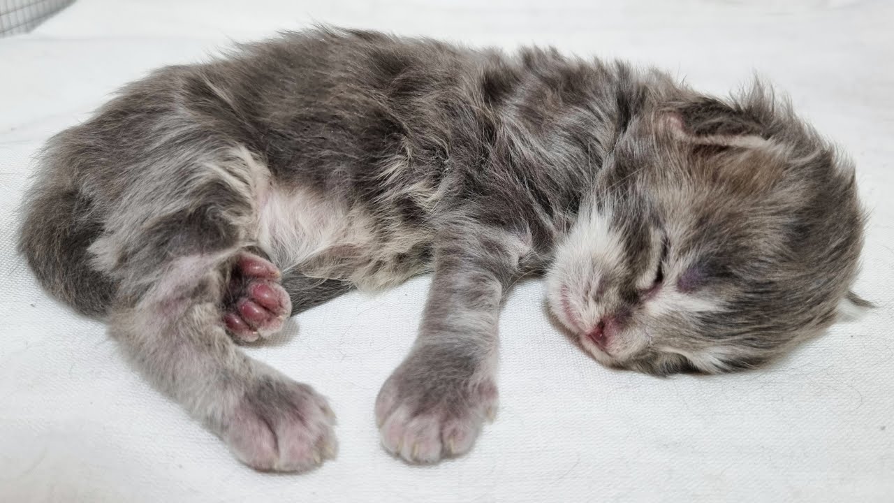 Adorable Kitten Purring for the First Time! - YouTube