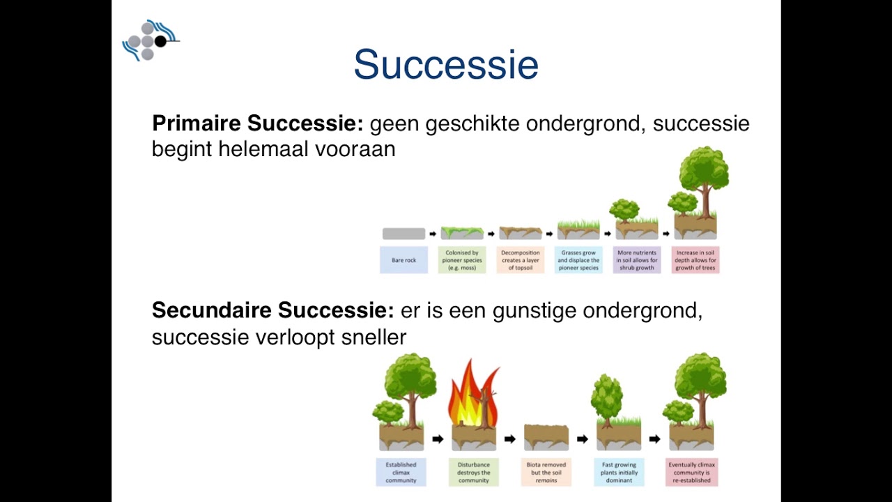 Primaire en Secundaire Successie - YouTube