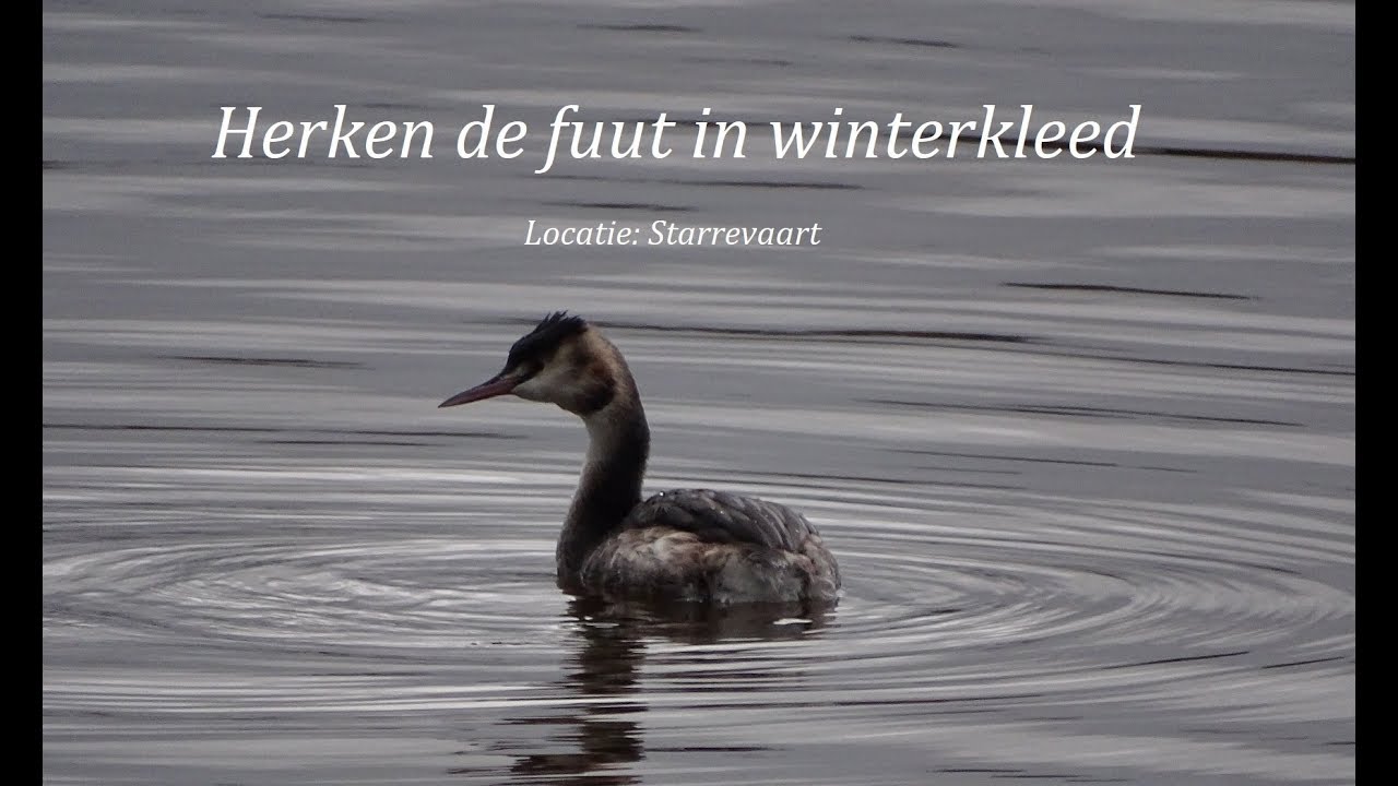 Herken de fuut in winterkleed - YouTube