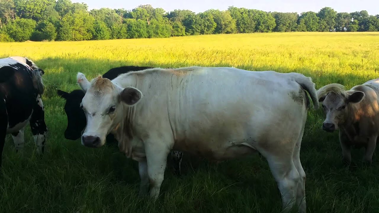 Why Murray Grey - YouTube