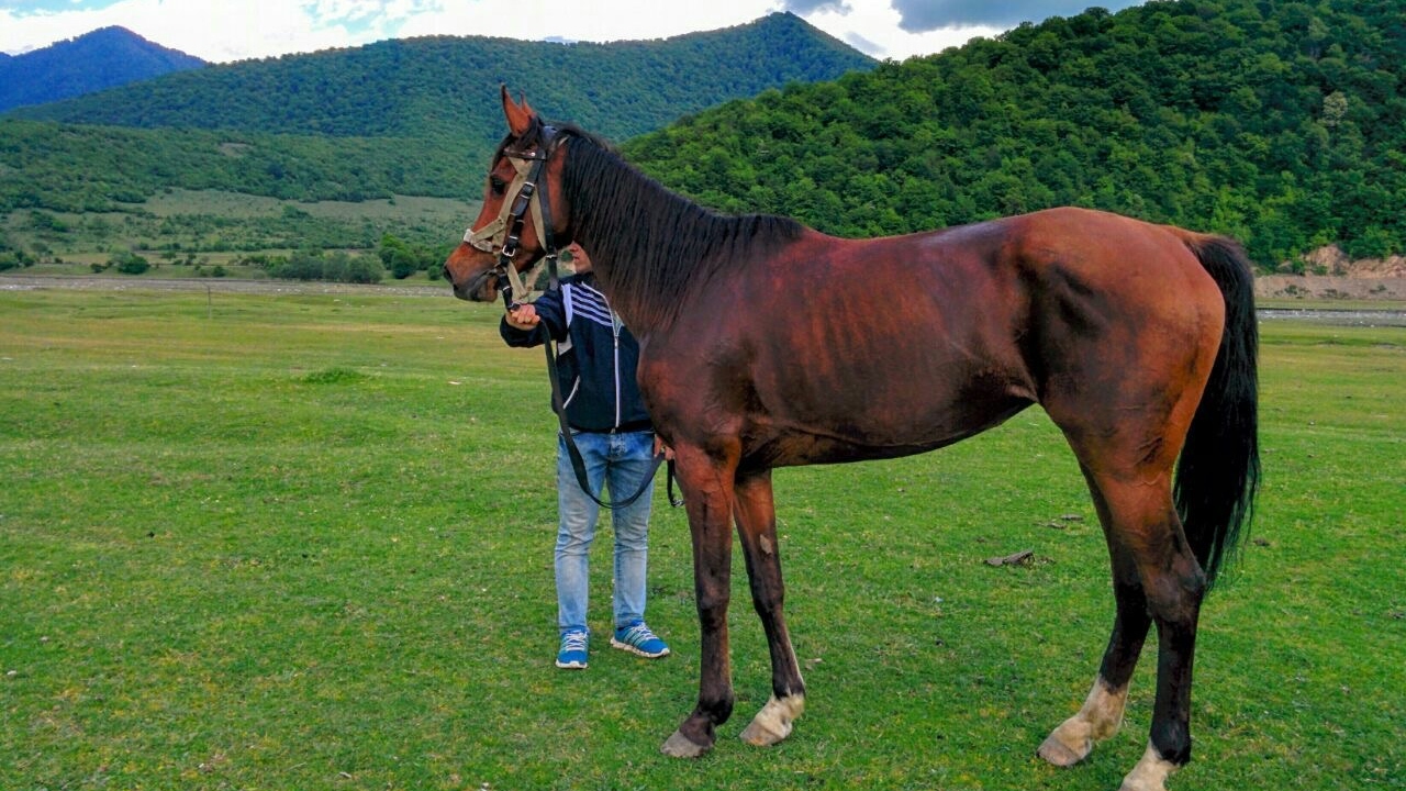 pankisi / შამუსი / Arabian Horse / Арабский Лошадь / არაბული ცხენი ...