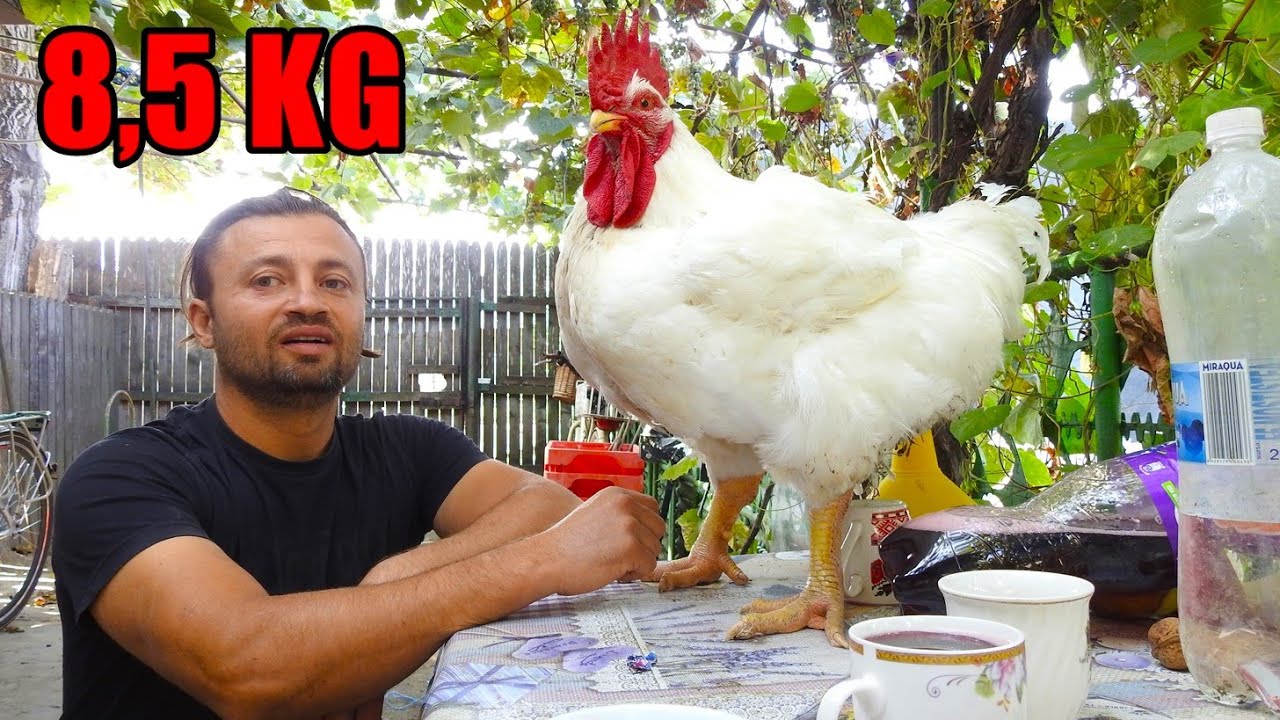 CEL MAI MARE COCOS DIN ROMANIA!8,5 KG LA 4,5 LUNI.IN COM. MOLDOVENI,JUD ...