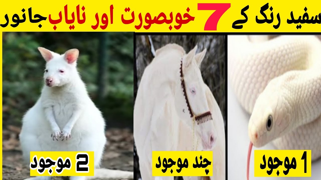 9 Most Rare White Animals in the World __ infotoday - YouTube