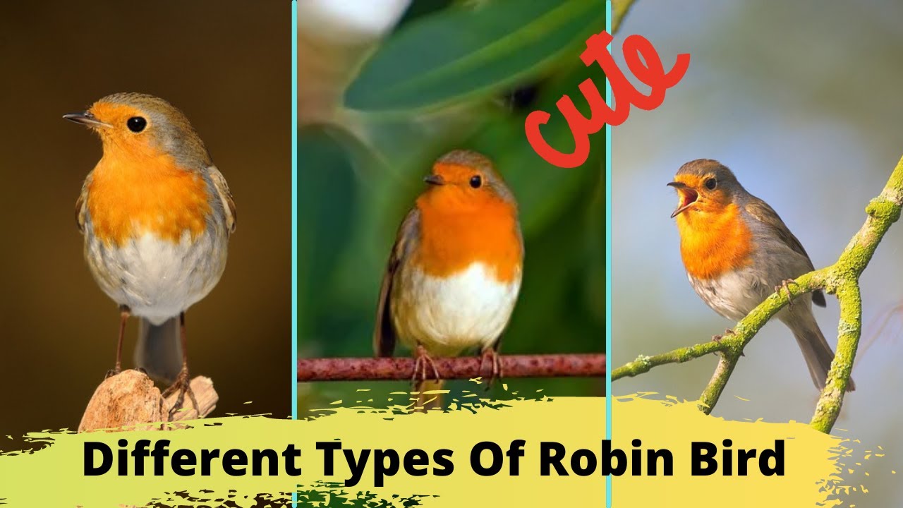 Cute Different Types Of Robin Bird | The Animal View - YouTube