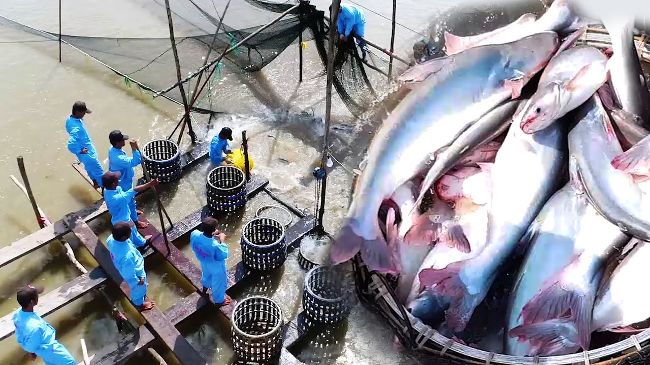 Amazing Catch Pangasius Fish From Lake in Vietnam | Pangasius Harvest ...