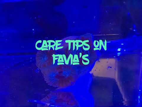 Favia care tips