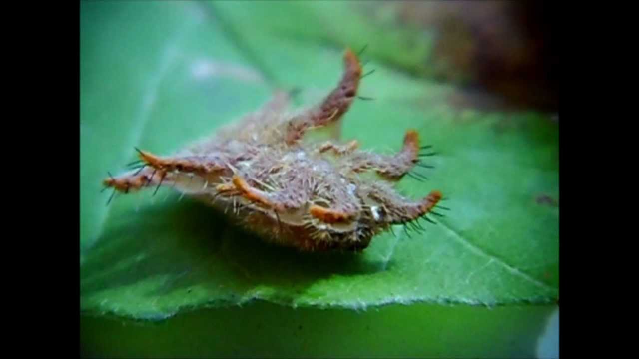 Hag moth caterpillar (monkey slug) - YouTube