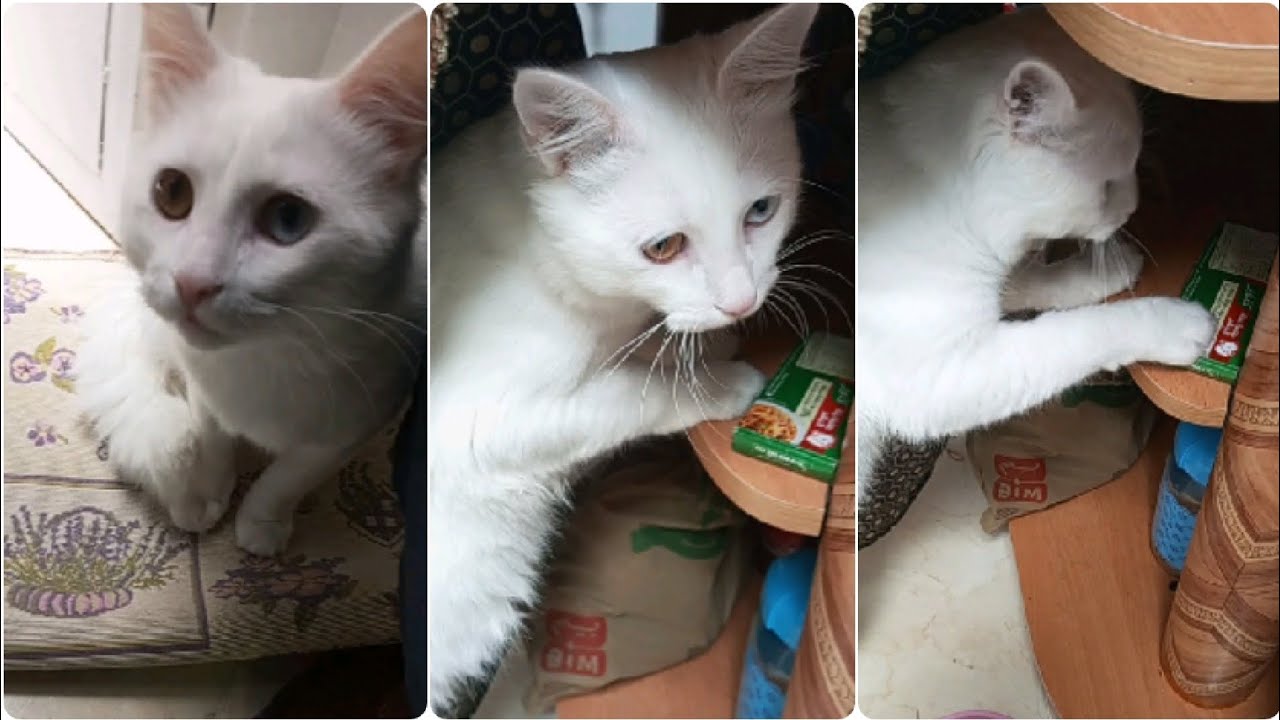 minou is looking for food 😂😂 - YouTube