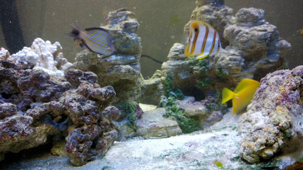 My new fish clown tang with yellow tang copperband butterfly 2 percula ...