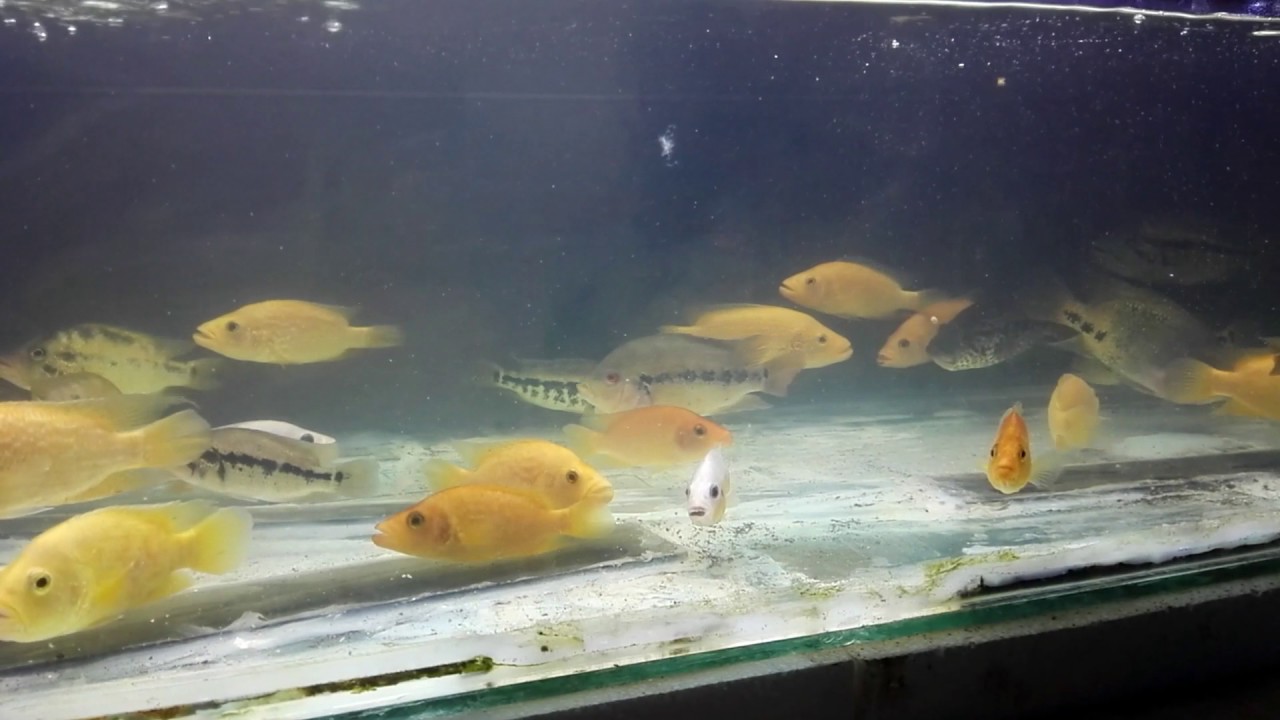 Red dovii update - YouTube