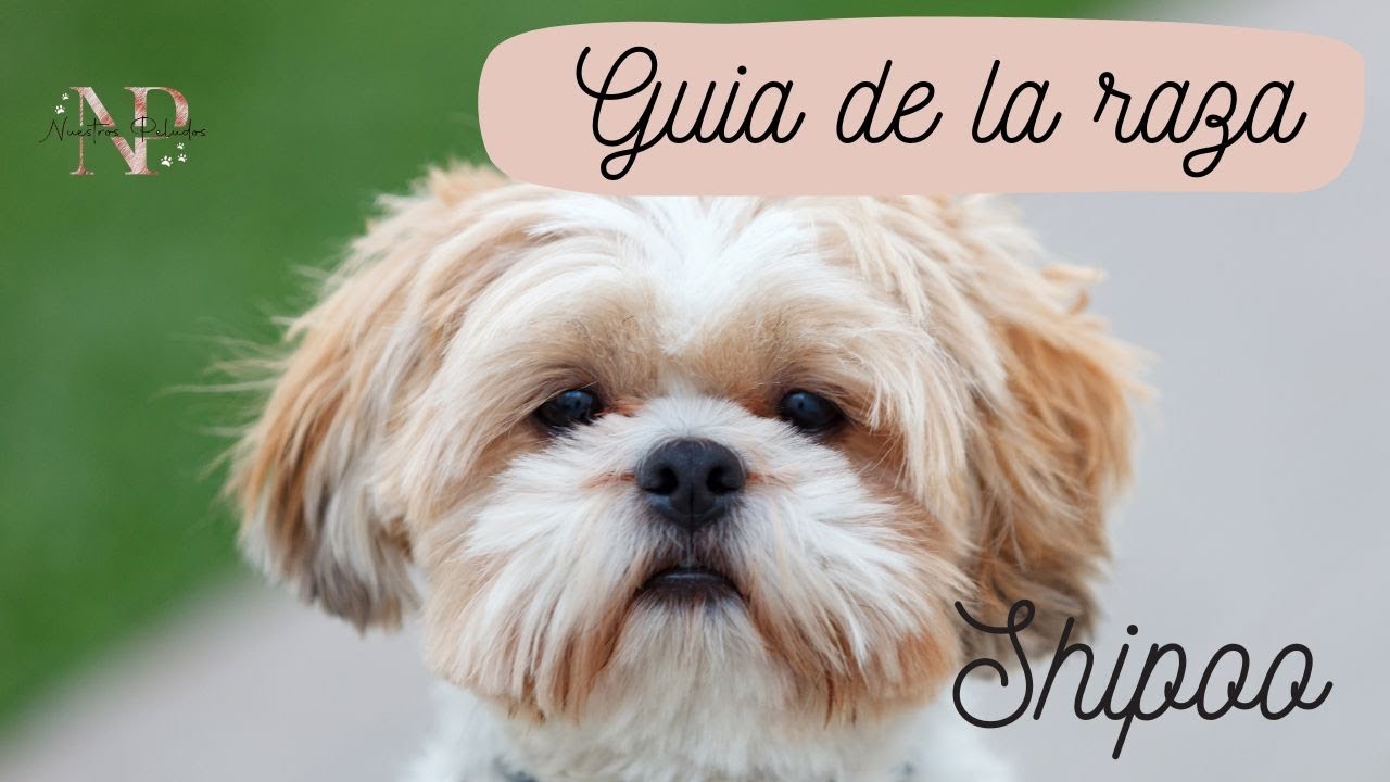 ! Perro Shih poo, guía completa de la raza ! - YouTube