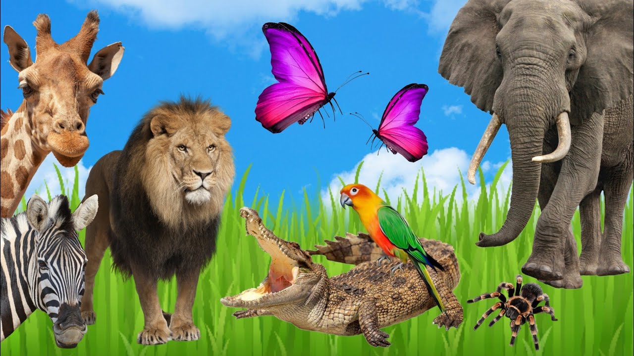 Learn animals sounds : lion , snake , elephant , monkey , zebra ,camel ...