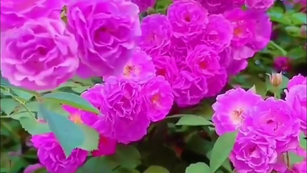 Музыка для души и Цветы , Beautiful flowers - YouTube