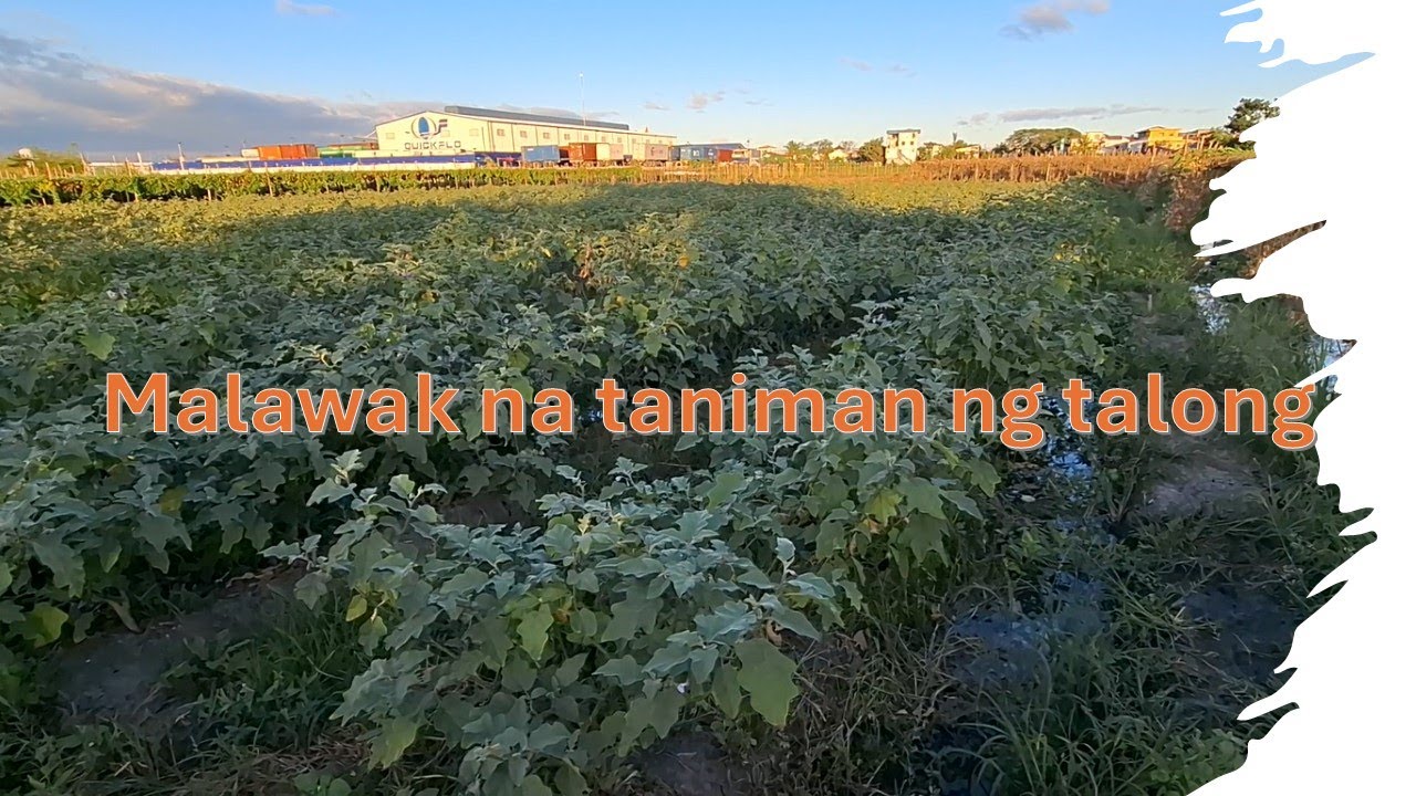 Malawak na taniman ng talong - YouTube