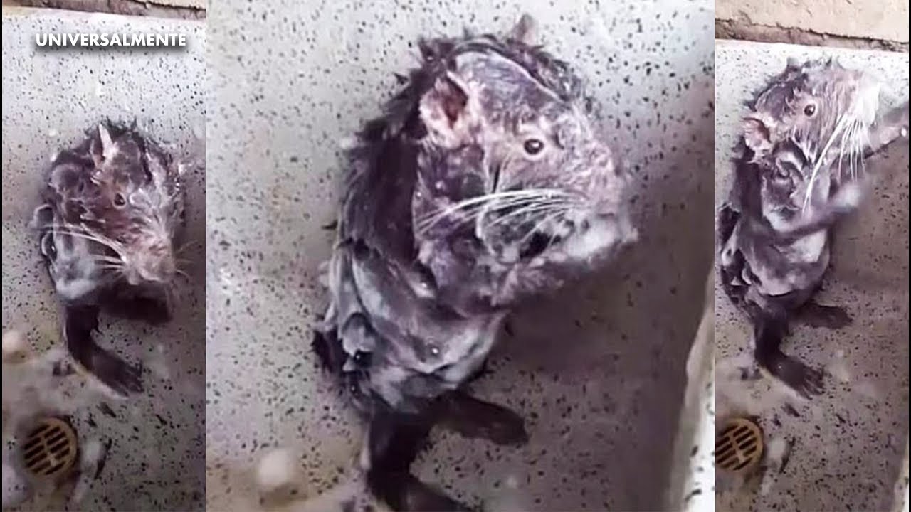 VIDEO de RATA BAÑÁNDOSE, LA TRISTE REALIDAD - YouTube