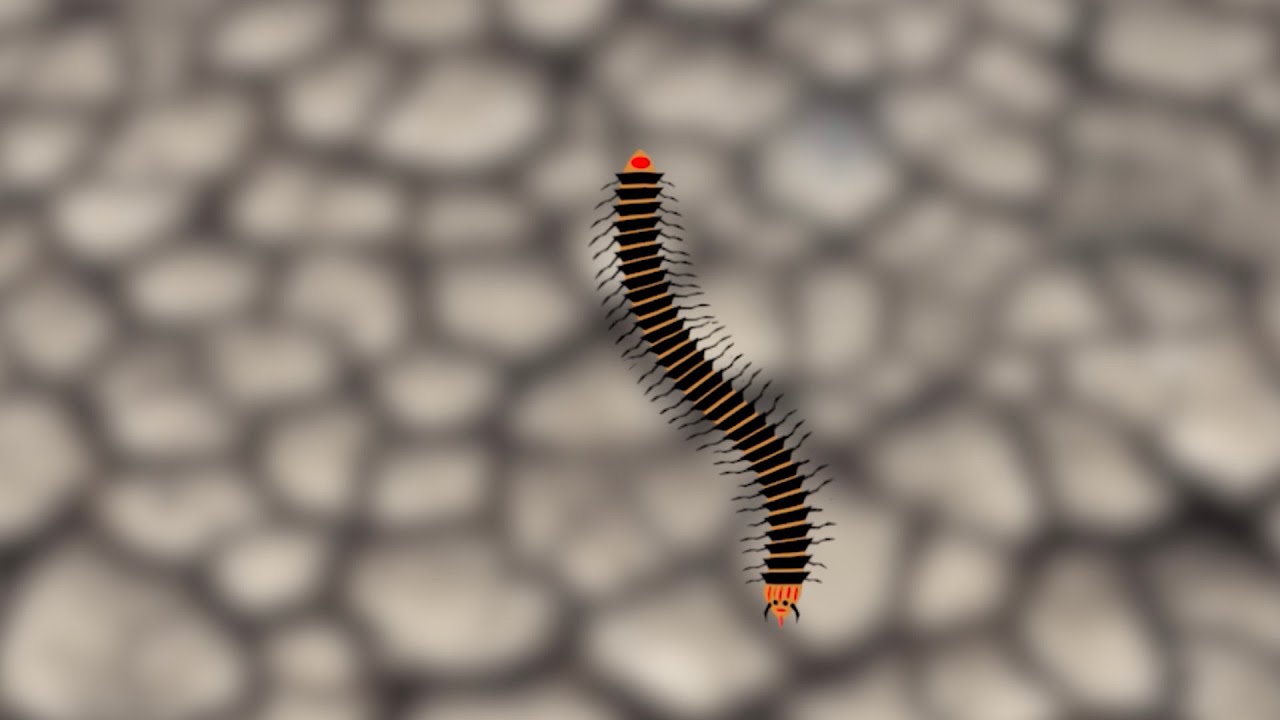 Centipede for Cats to Hunt - YouTube