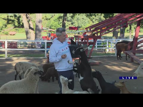 Around Town - Sonny Acres Farm
