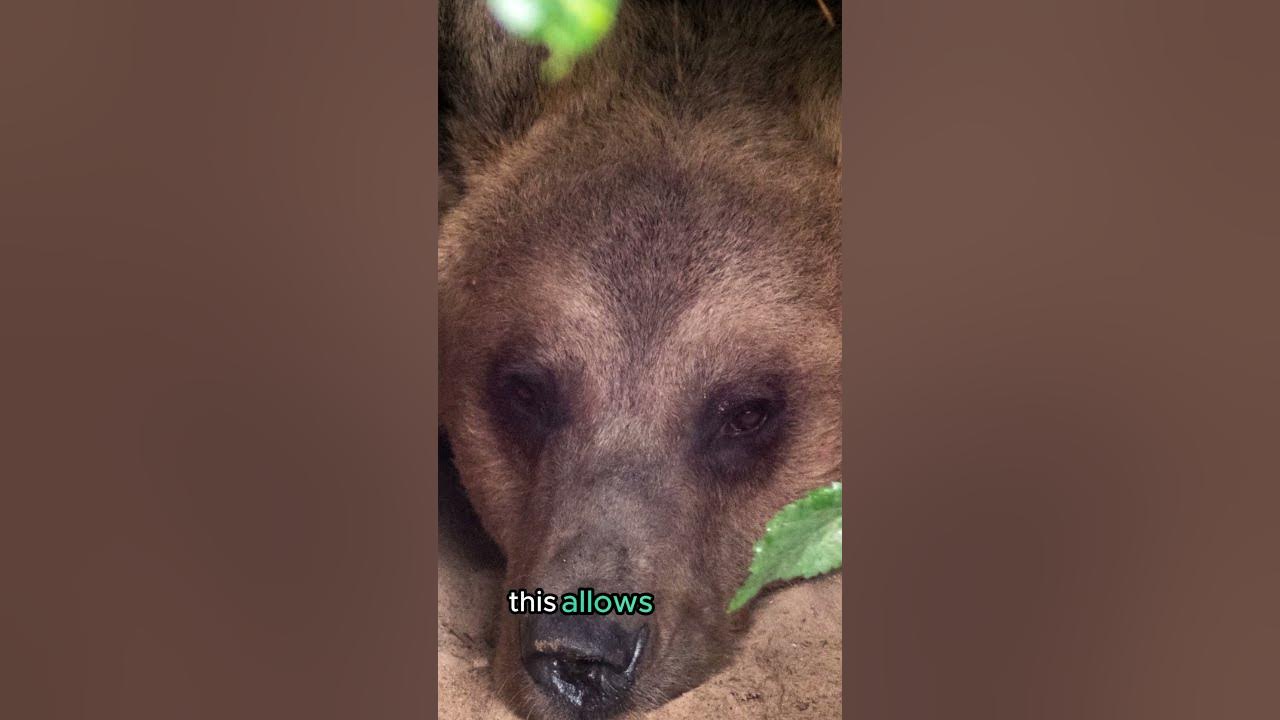 Why do Bears hibernate? - YouTube