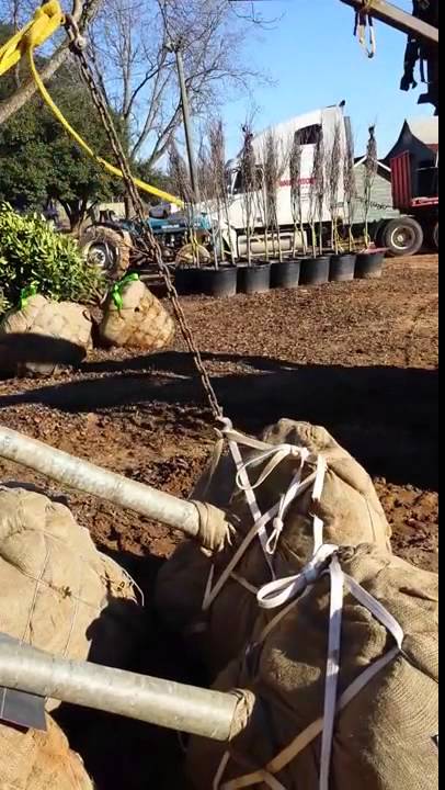 Picking up a balled and burlapped tree - YouTube