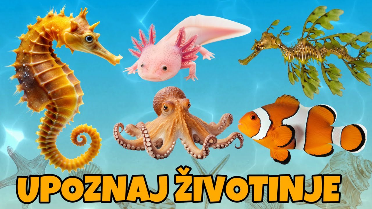 Upoznaj morske životinje! | Životinje za decu | Edukativni video za ...