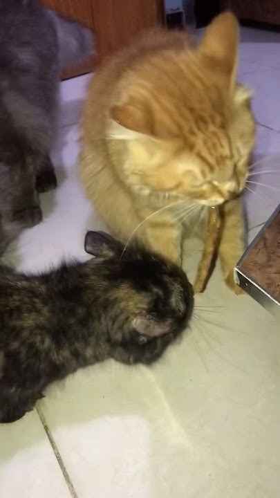 cats playing with catnip🥰 #catlover #cute #cutecat #kitten #catplaying #catnip - YouTube