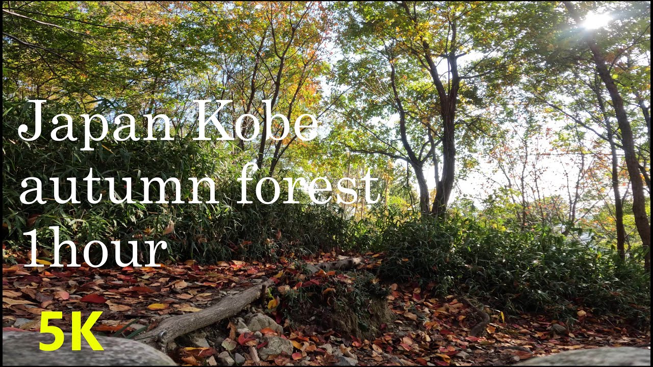 【5.3K】1hour relax sound of autumn forest・birdsong～Japan Hyogo Kobe ...