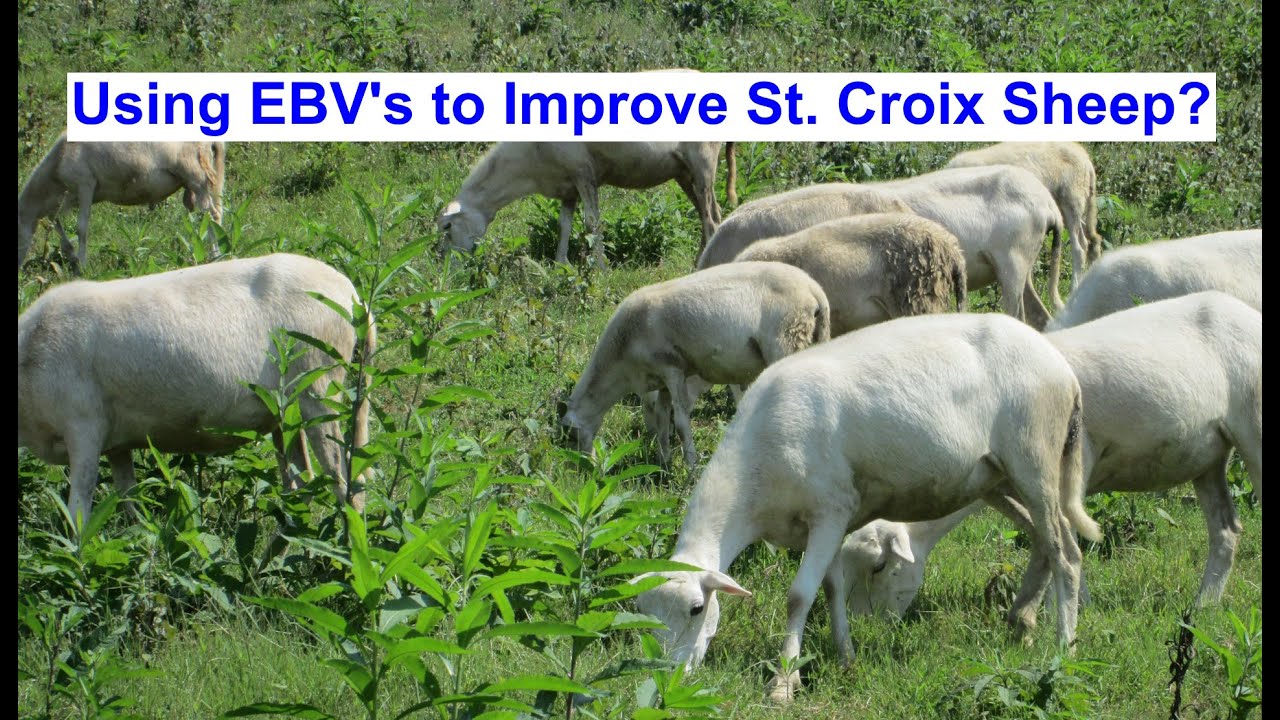 Using EBVs to Improve St. Croix Sheep? (National Sheep Improvement ...