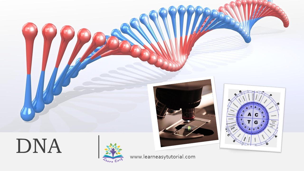 Lecture Video: DNA by Learneasytutorial - YouTube