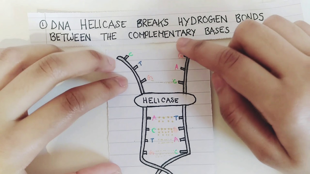 DNA Replication in bullet points - YouTube