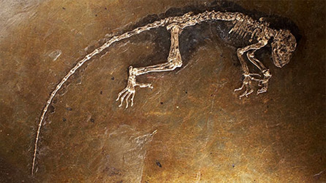 Extinct Human Species You Were Never Supposed To Learn About - YouTube