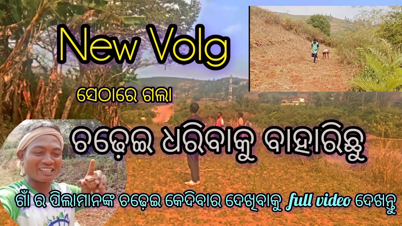 Bird Catching Volg #volgs #video #vlog #viralvideos - YouTube