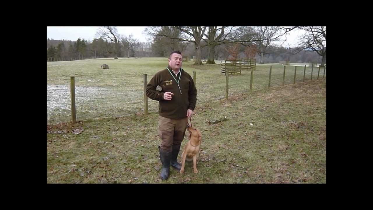 Gun Dog Training Novice Memory Retrieve kbs - YouTube