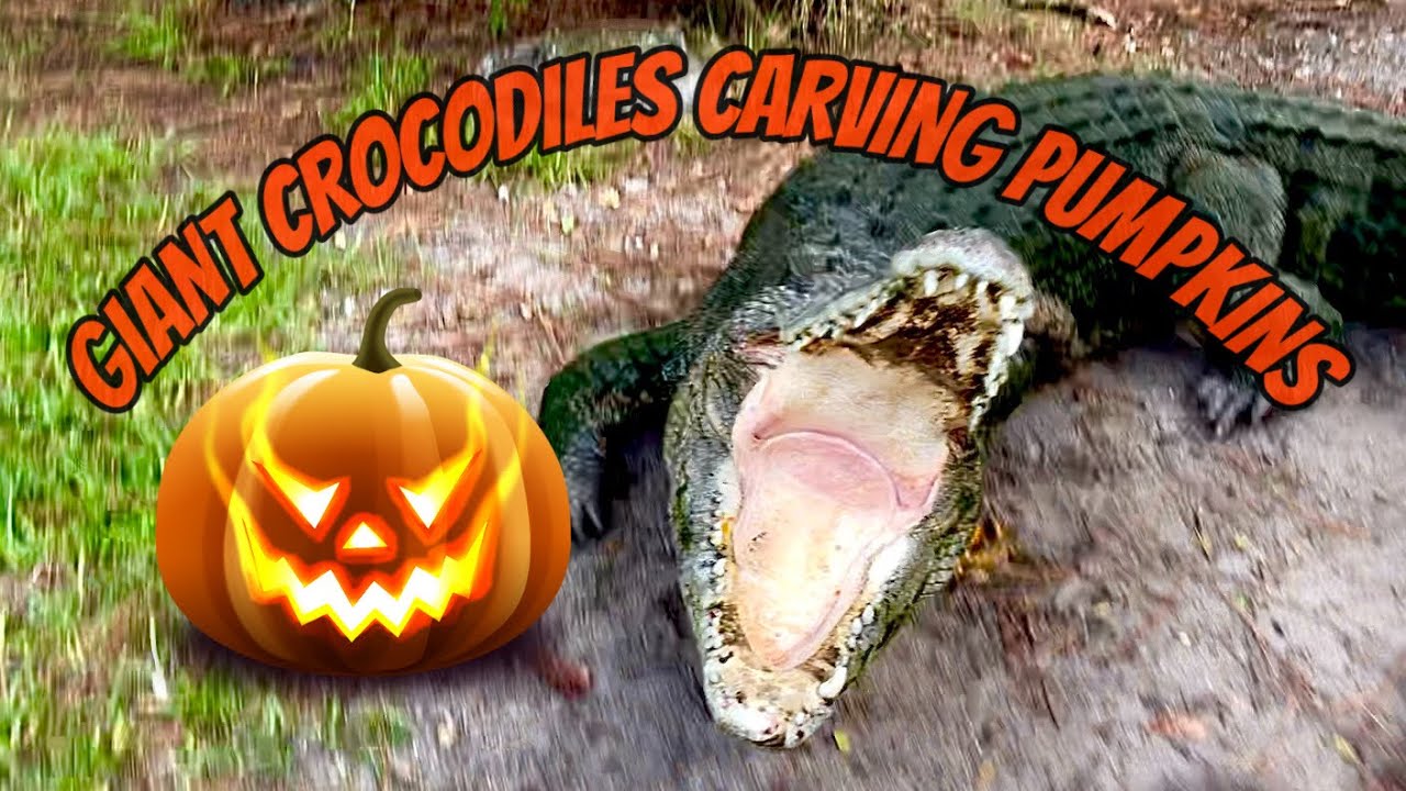 Crocodiles & Alligators Crushing Halloween Pumpkins‼️😱 - YouTube